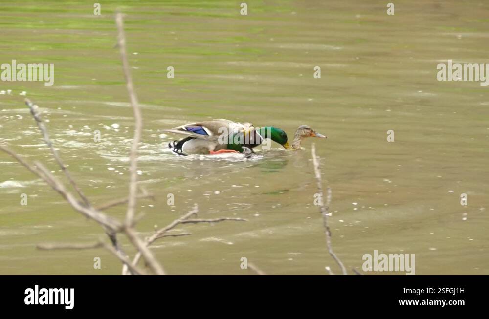 Duck fight in pond. Drake attacking hen, another is protecting her ...