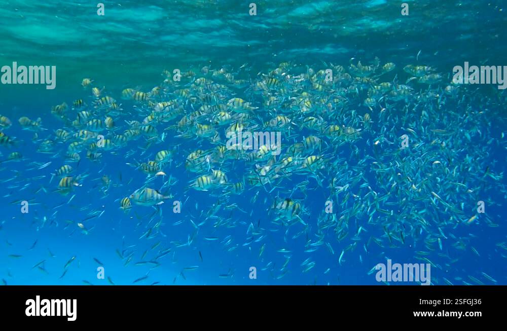 Tropical fishes of various species feeding in the surface water rich in ...