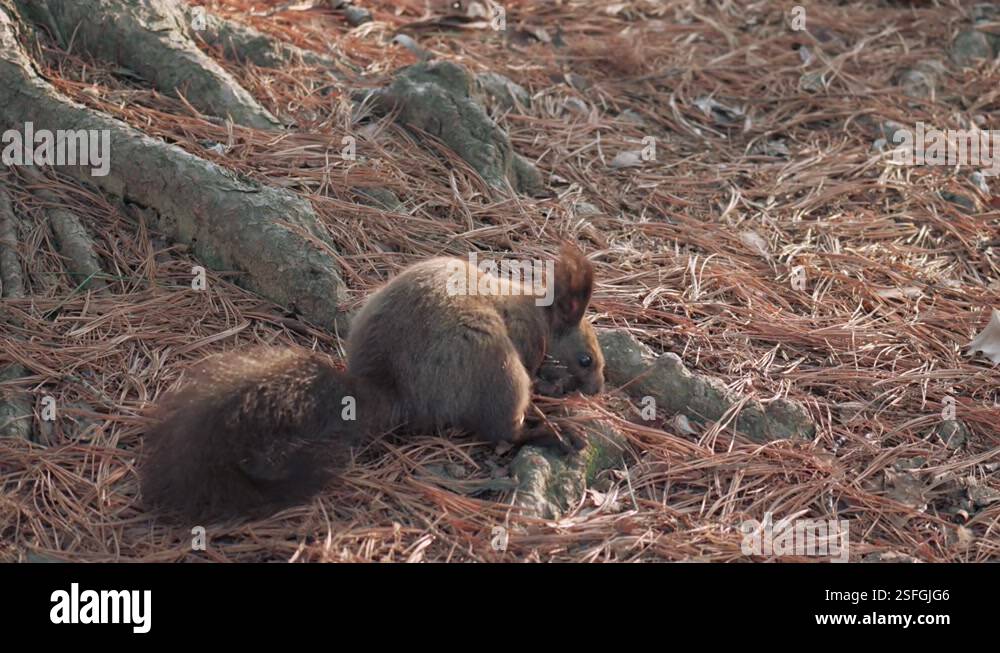 Eurasian Gray Squirrel on the ground in spruce forest in search on food ...