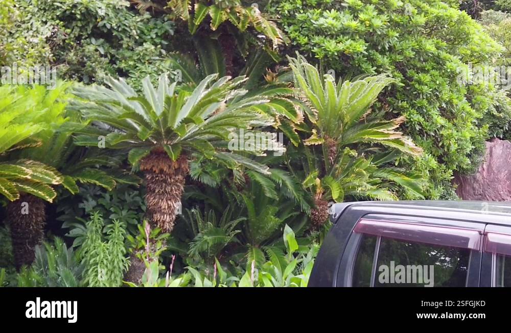 Cycas revoluta botanical Stock Videos & Footage - HD and 4K Video Clips ...