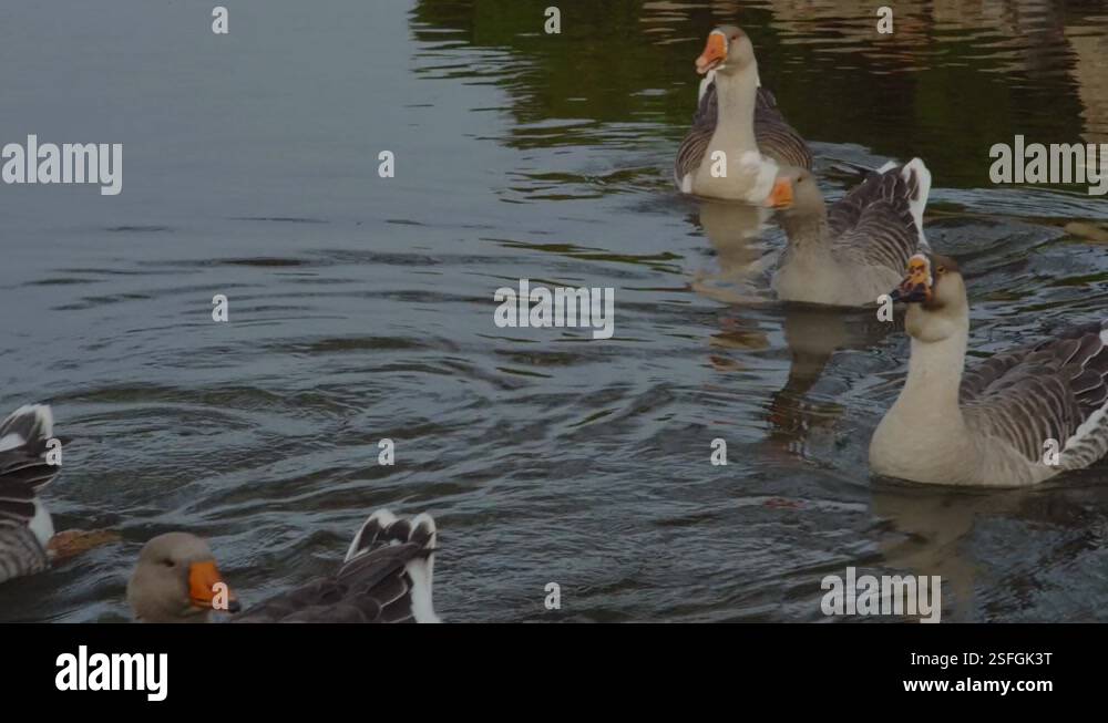 A small flock of gray geese swims on a lake in a city park Stock Video ...