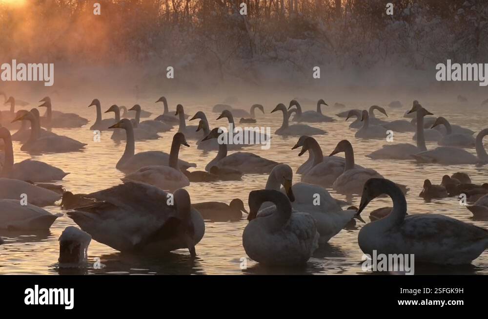 Many swans on a lake. Famous swan lake at Altai Republic Stock Video ...