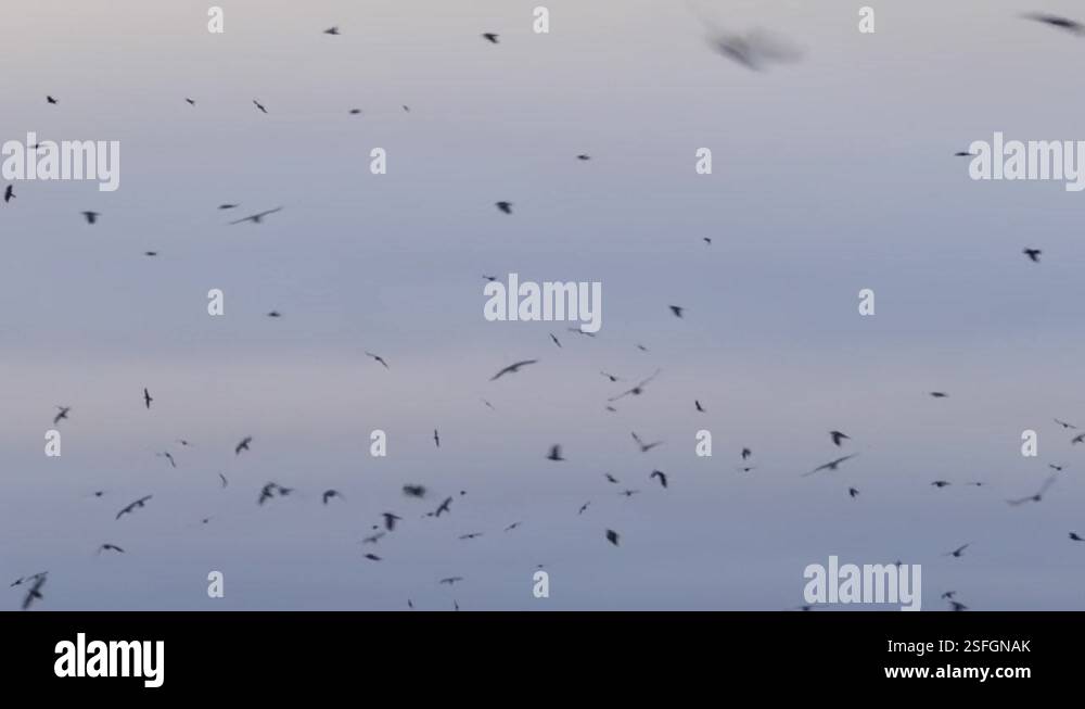 Huge Flock of Bird Flying in Air Background of Sky and Clouds. Large ...