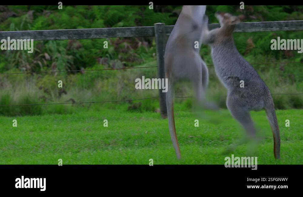 Red-necked Wallaby, males boxing, slow-motion Stock Video Footage - Alamy