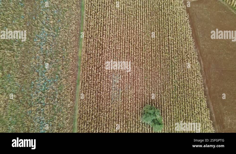 Smart farming in rural kenya. Drone surveillance in rural farms of ...