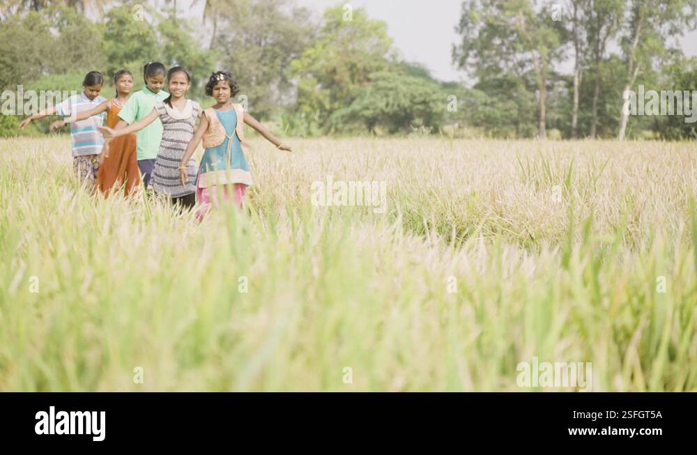 Happy group of village girl kids playing in middle of paddy field by ...