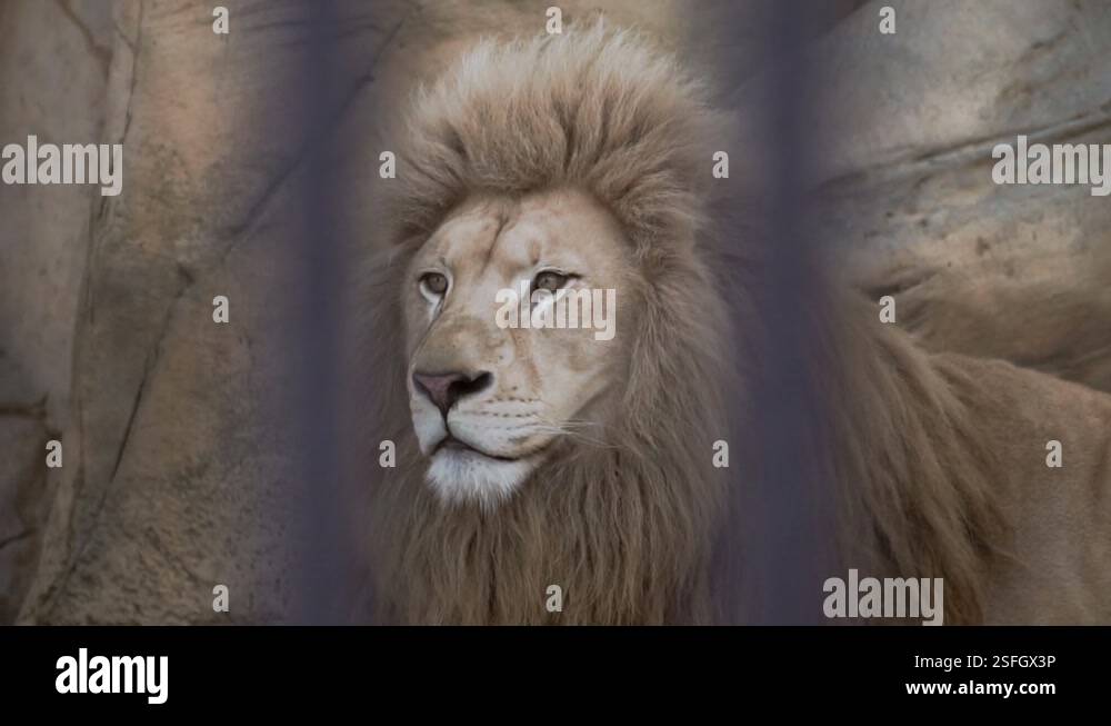 Big white lion in a zoo cage. The poachers caught the lion. Calm and ...