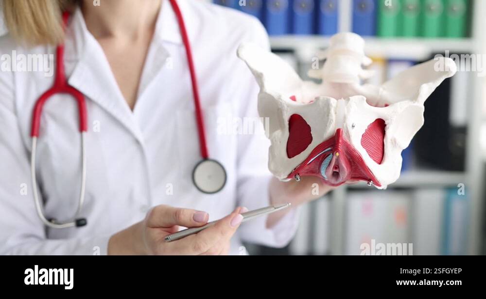 Doctor shows muscles and bones of pelvic floor Stock Video Footage - Alamy