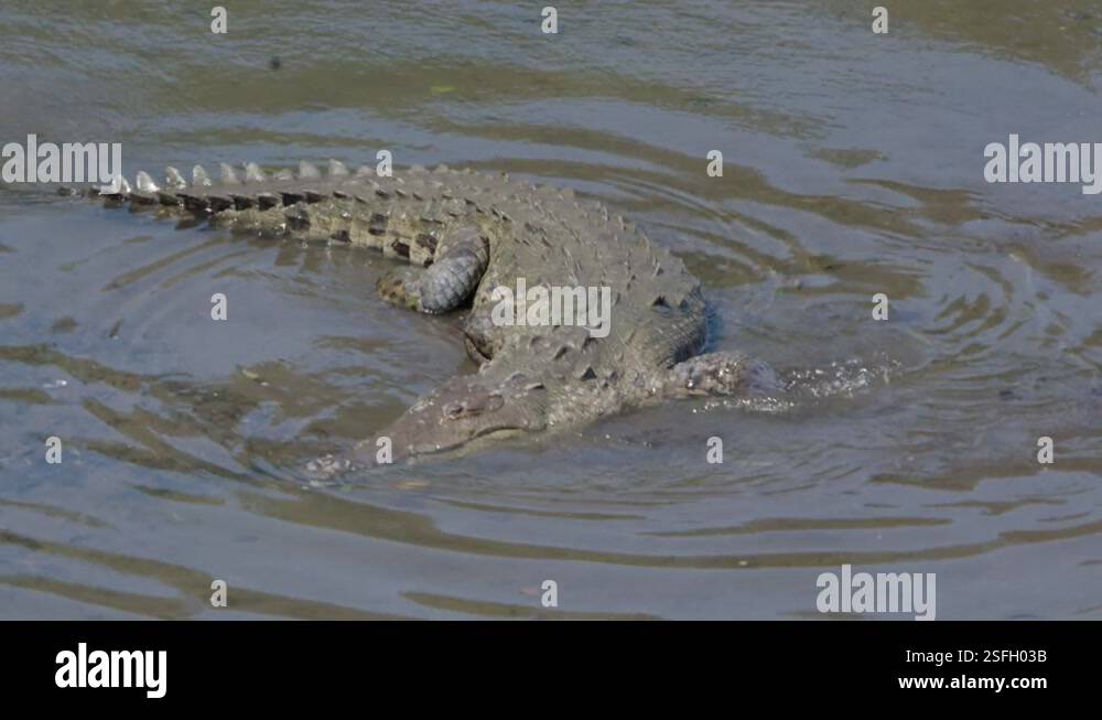 tracking clip of an american crocodile swimming in the tarcoles river ...