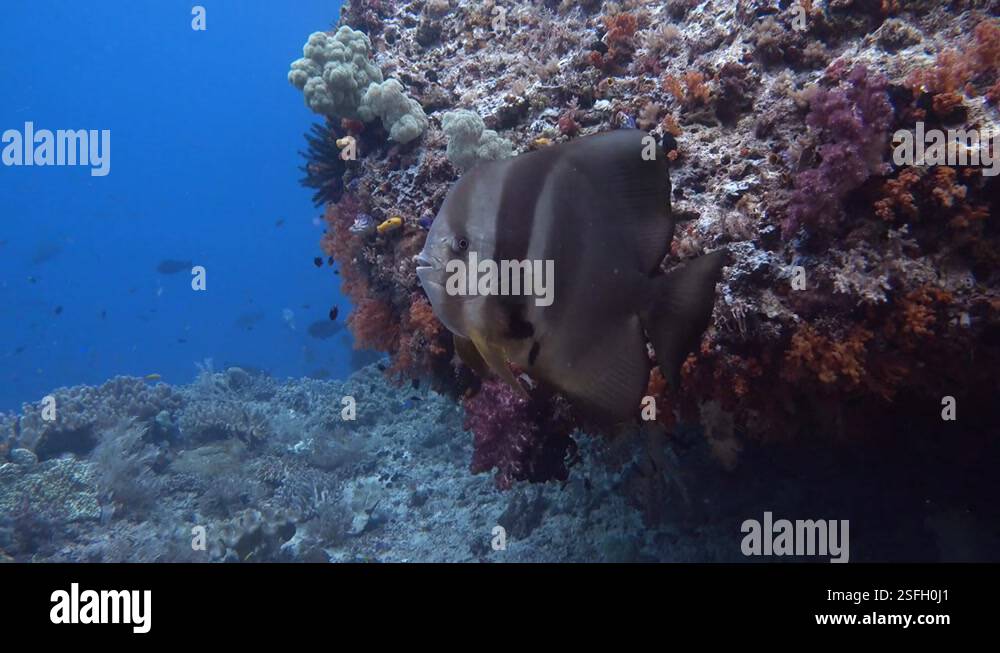 beautiful batfish with big colorful bummy behind Stock Video Footage ...