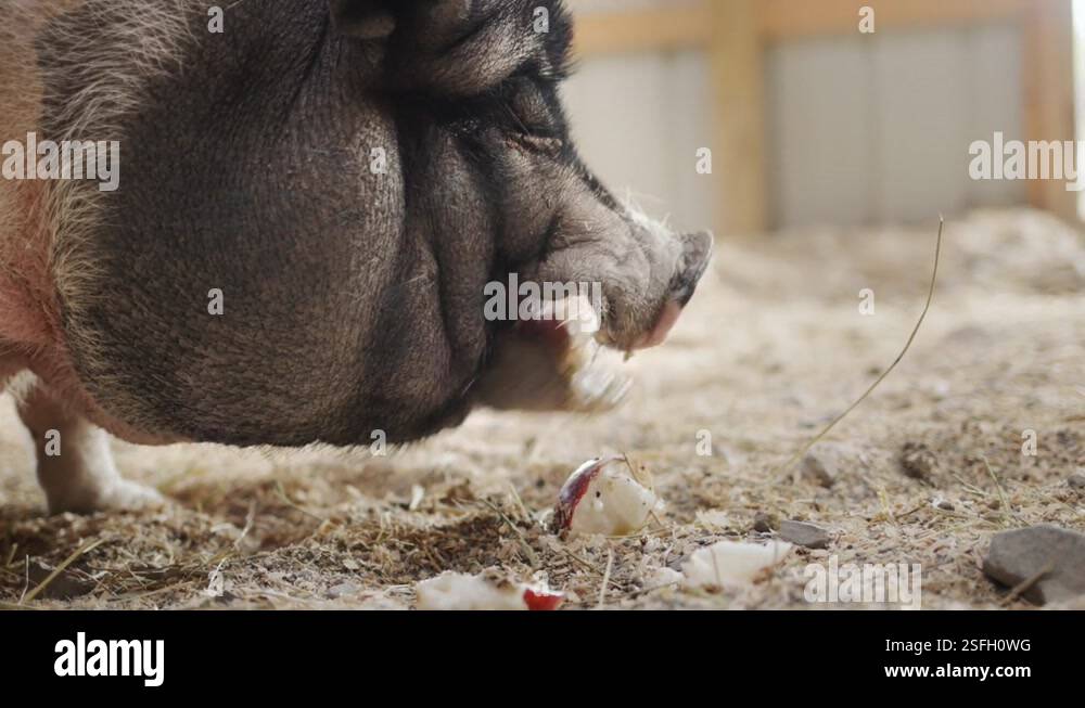 Portrait of a huge gray boar, eating an apple with his eyes closed ...