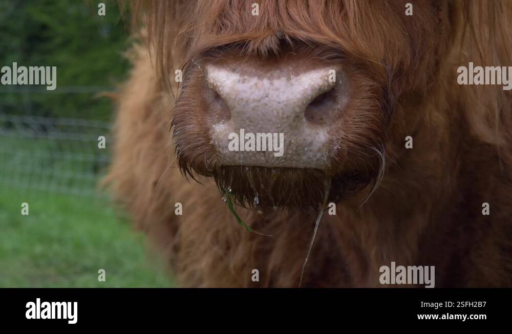 Drooling Snout Of A Brown Scottish Highland Cow On The Irish Farmland ...