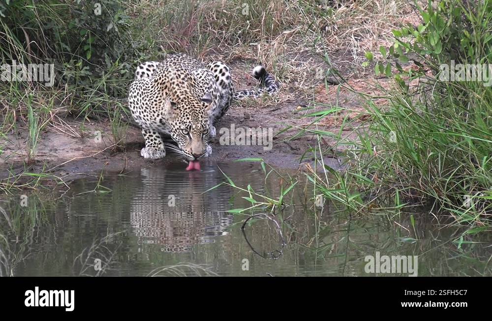 Leopard Drinking Water From Pond in Wilderness of African Savanna, Wild ...