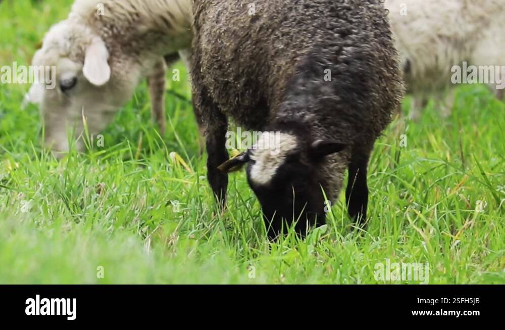 Domestic brown sheep eat grass in pasture. Breeding animals on farm. Flock of Stock Video ...