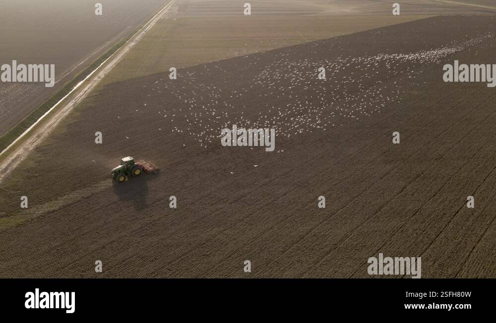 Seagulls formation on tractor trail on Countryside field, Mesmerizing ...