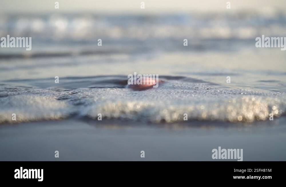 Seashell Buried In The Sand With Waves Washing Ashore At The Beach ...