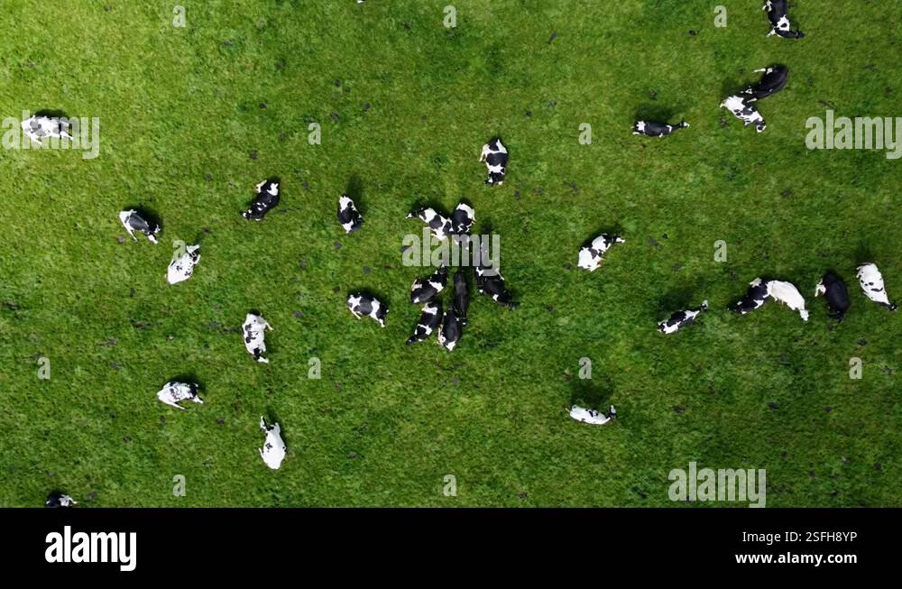 High altitude top down view of Holstein Friesians are a breed of dairy ...