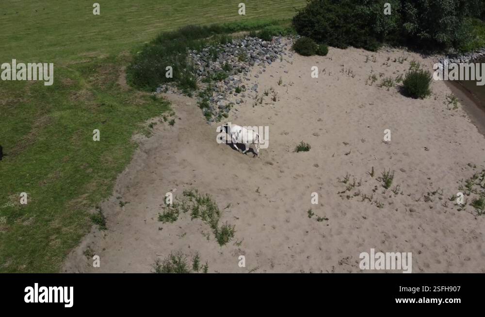 Aerial view of sea cow Holstein Friesian walking over beach 4k Stock ...