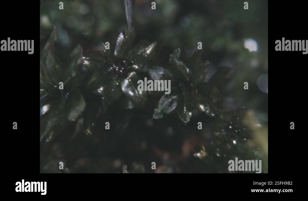 1960s: A pointer points to the colorless flower of an aquatic plant. A ...
