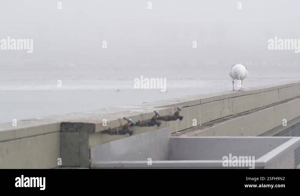 Seagull bird eating fish by water, Ocean Beach pier, foggy California ...