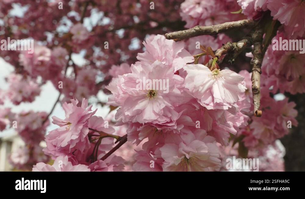 Moving close up of cherry blossoms on a tree Stock Video Footage - Alamy