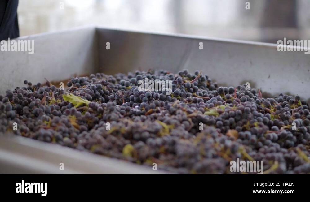 Basket of red grapes placed on a sorting table, slow motion, wine ...
