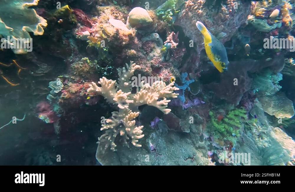 A underwater view of yellow and black porcupine box fish swimming over ...