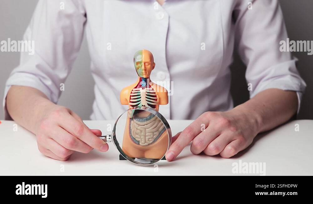 Doctor studying anatomy, examining 3d human body with inner organs ...