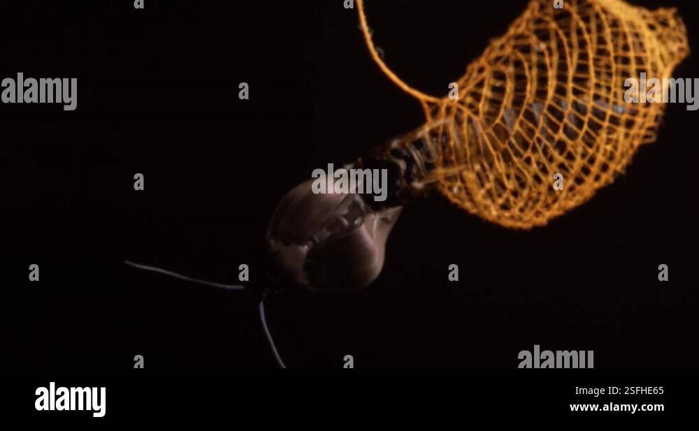 Time-lapse of Urodid moth emerging from its cocoon and drying its wing ...