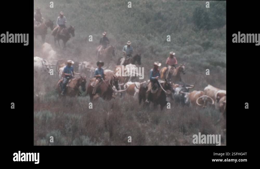 1880s: cowboys drive cattle across barren landscape. Cows with horns ...
