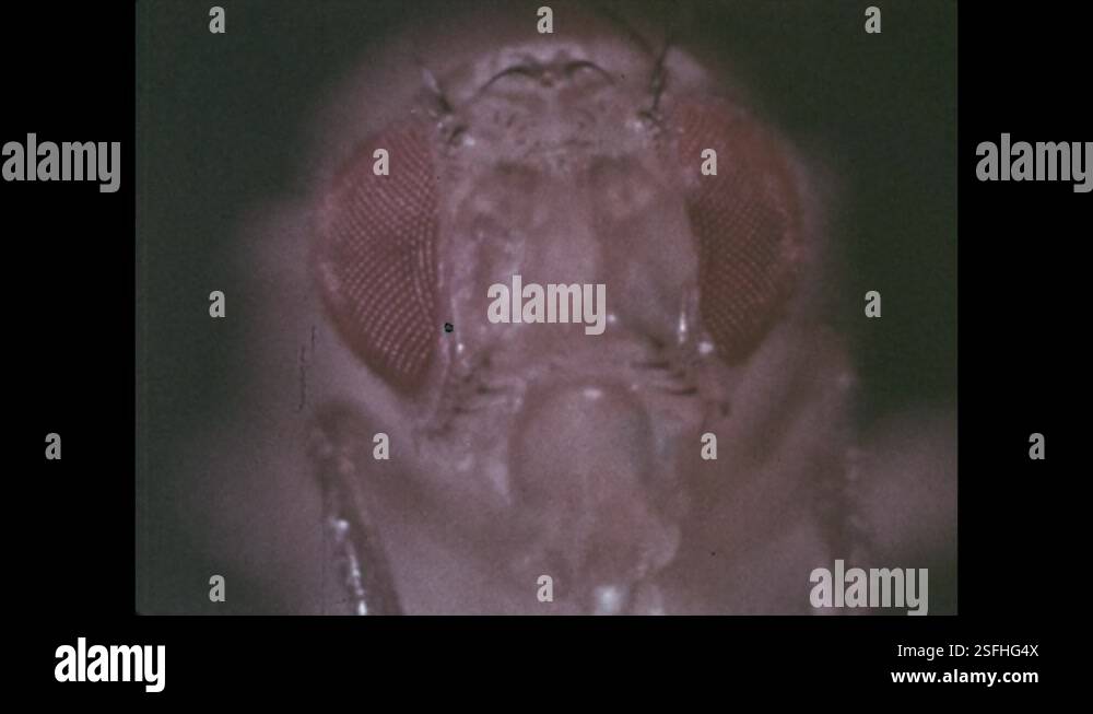 1970s: Head of a fly. Tiny flies crawling around a piece of banana ...