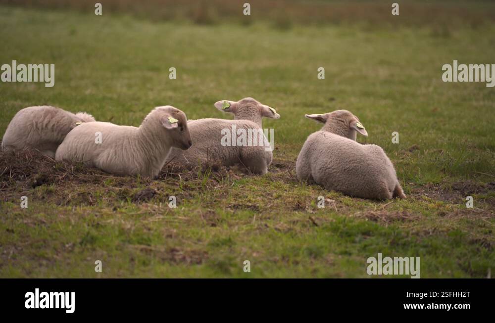 A small group of lambs lay next to each other to rest before going out ...