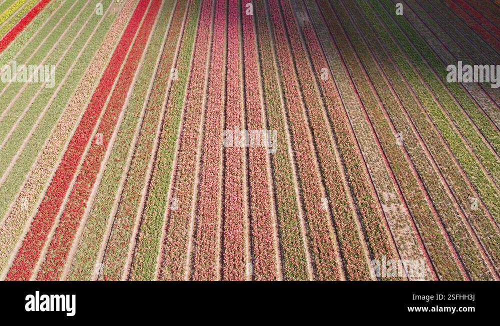 drone fly forward camera tilt up over dutch tulip fields in 4k Stock ...