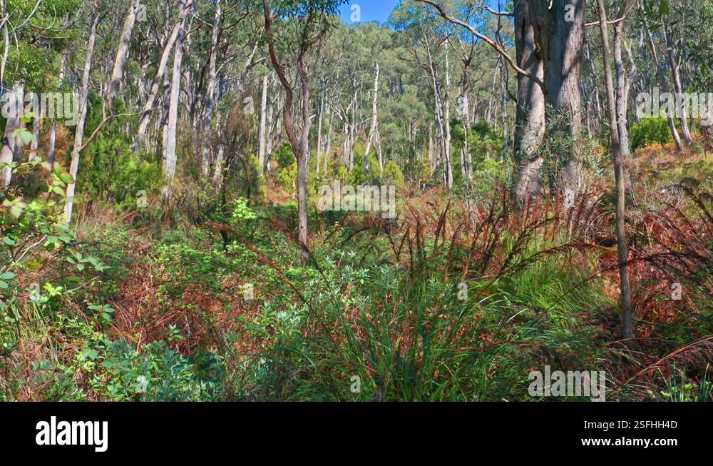 Endemic plants of Australia. Australian native nature ecosystem Stock ...