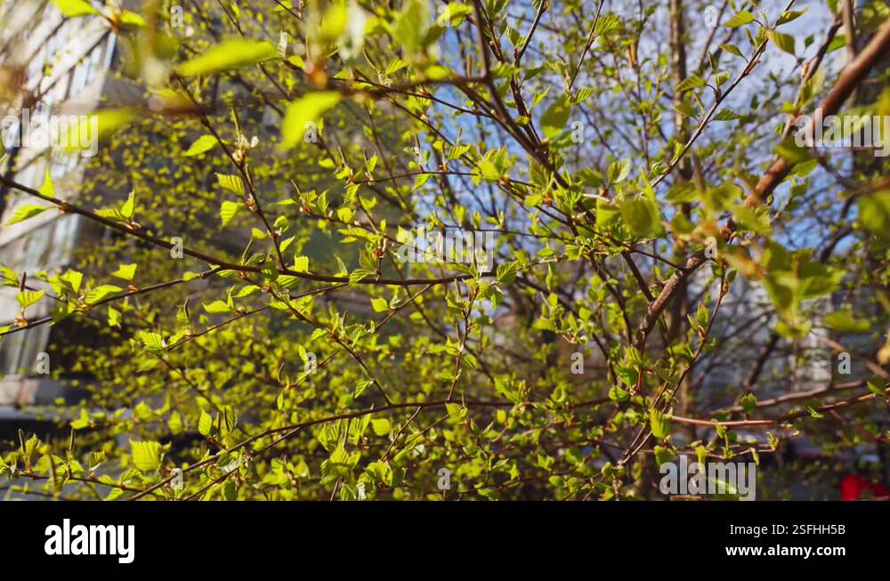 small twigs with newly appeared green leaves sway in the wind in the ...
