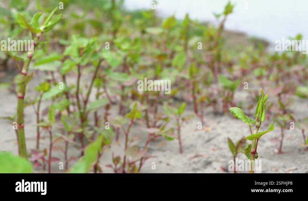 Group Of Invasive Reynoutria Japonica Growing Expansively Beside A ...
