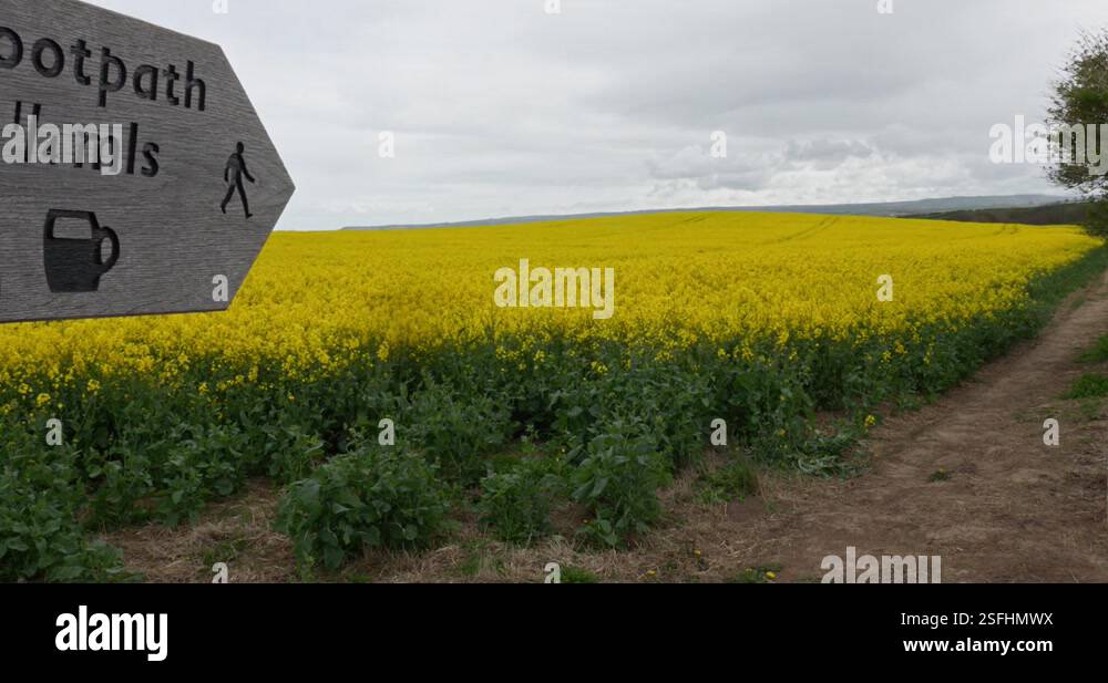 Coastal footpath showing wooden sign post along side a rapeseed field ...
