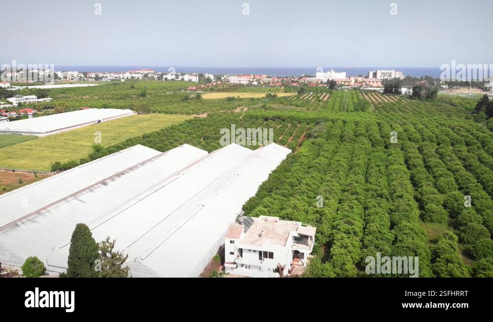 Citrus tree plantations and greenhouses on agriculture farm.Fruit trees ...