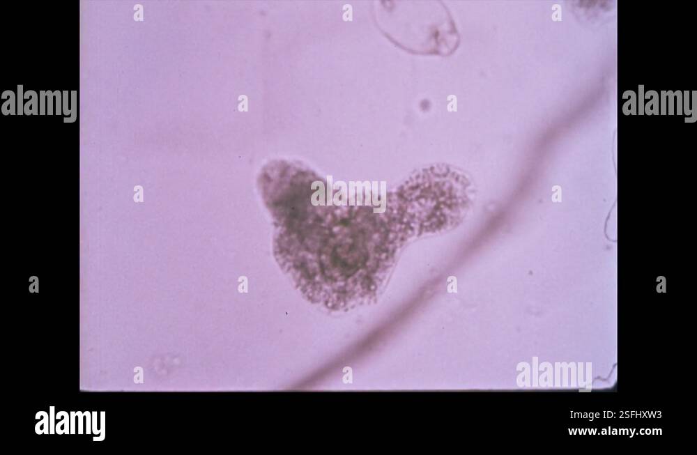 1940s: Cells moving under light microscope. Cytoplasmic streaming Stock ...