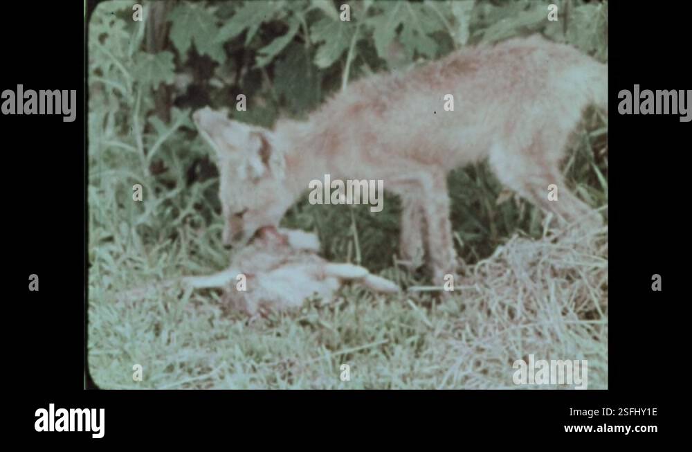 1970s: young fox eats rabbit. Tortoise eats earth worm. Frog eats bug ...