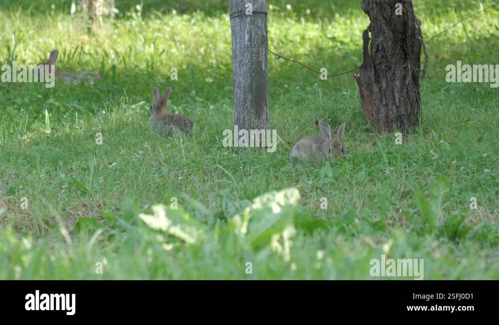 European wild rabbits Stock Videos & Footage - HD and 4K Video Clips ...