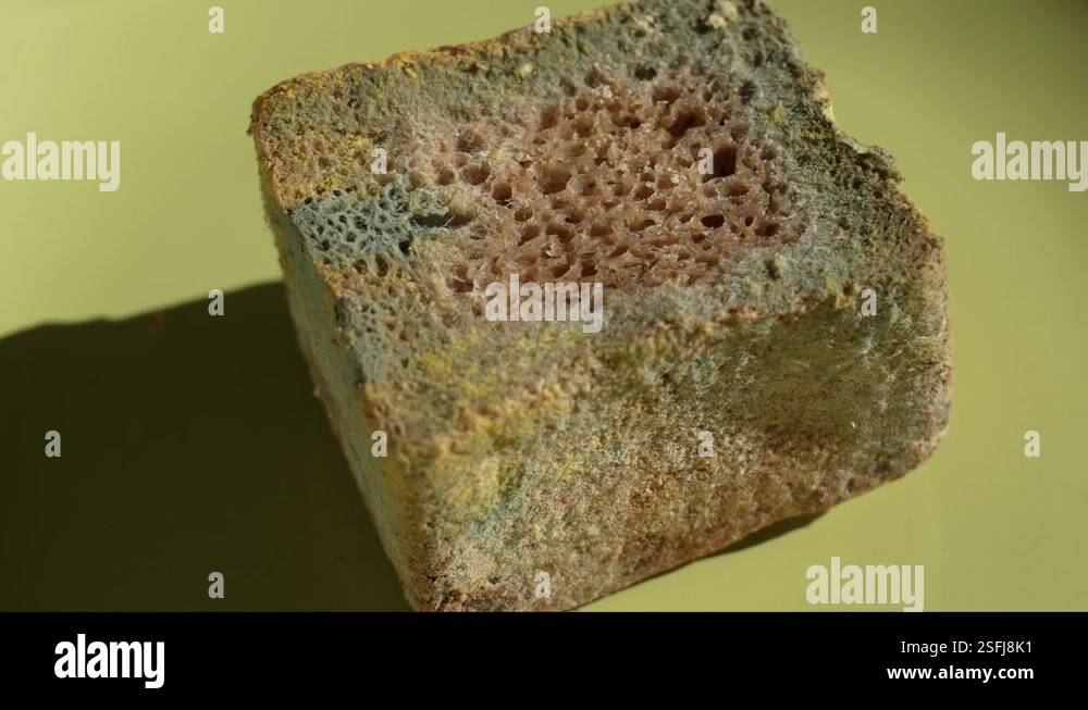 Moldy food. Colorful mildew growing on surface of loaf of bread Stock ...