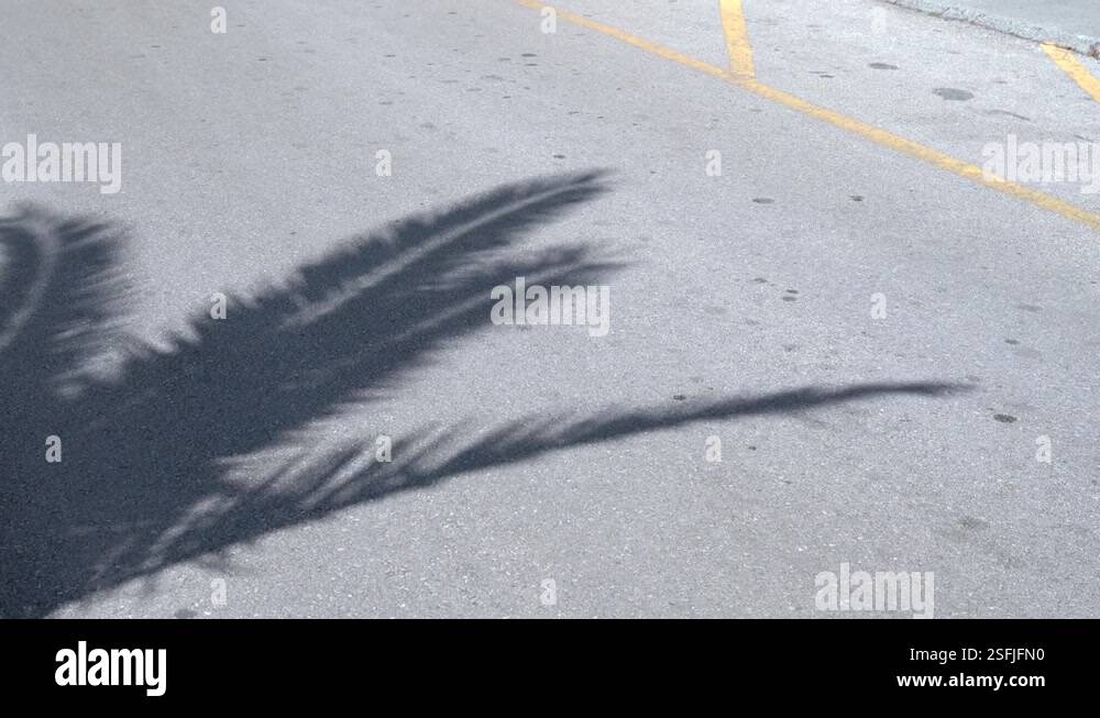 The shadow of the palm leaves swaying in the wind falls on the asphalt ...