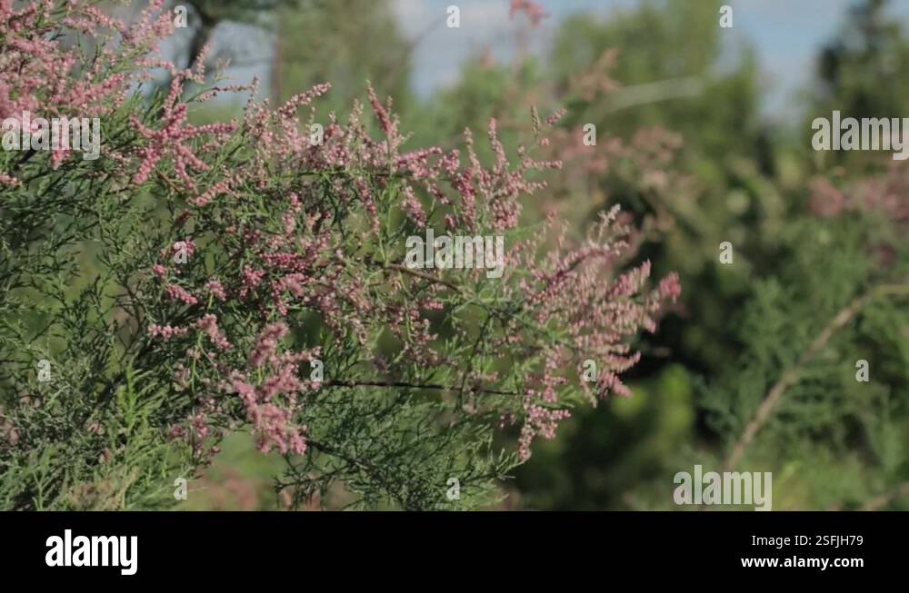 Beautiful tender pink buds on tamarix bush branches. Spring Stock Video ...