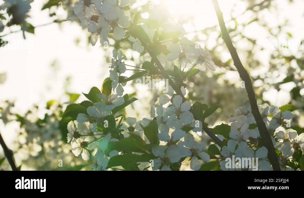 the branches of flowering cherry trees sway in the wind in the sunshine ...