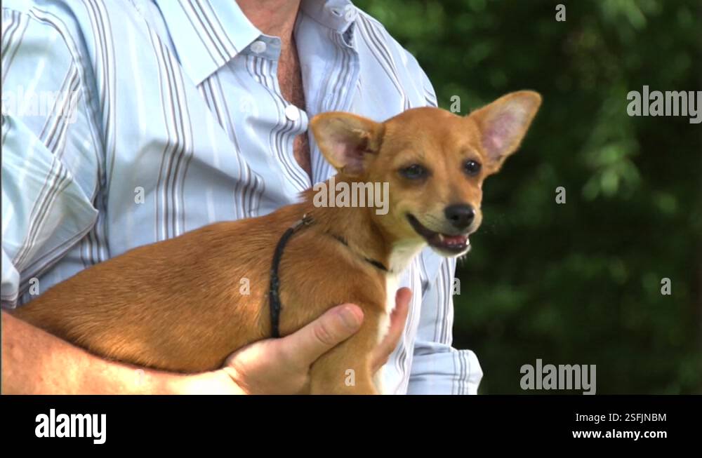 Holding dog in arms Stock Videos & Footage - HD and 4K Video Clips - Alamy