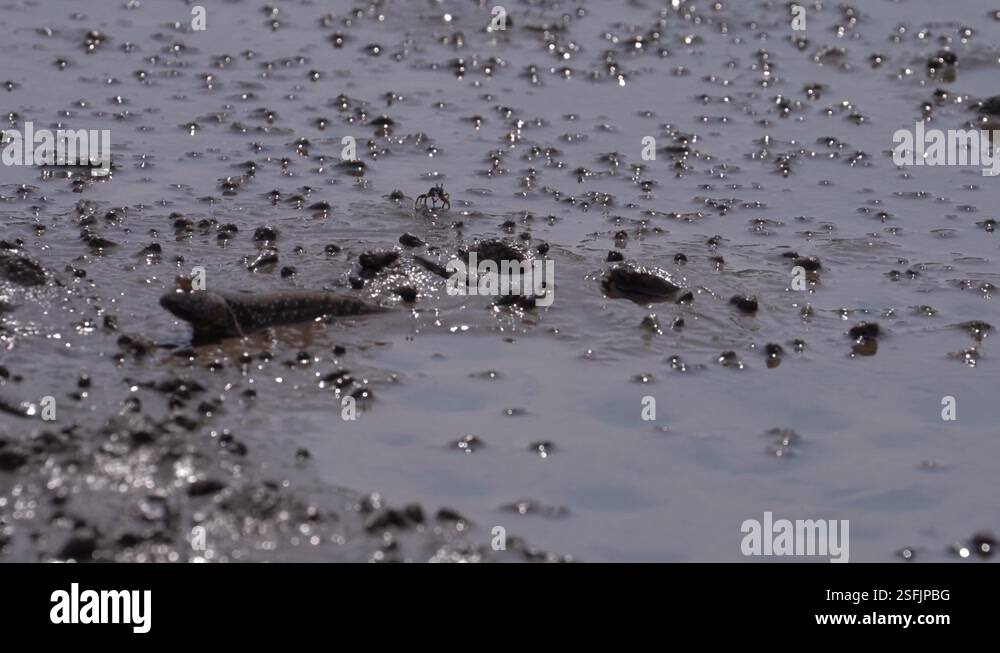 Mudskipper Fish On Mudflats In Mangrove Forest. Close Up Stock Video ...