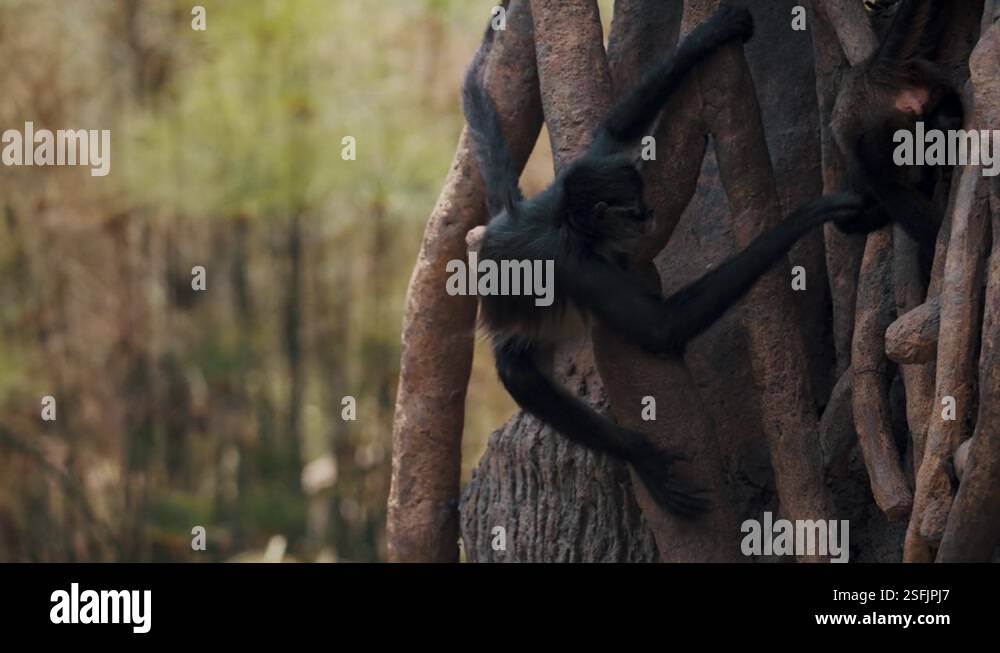Spider Monkeys Playing On Huge Tree In The Forest With Their Prehensile Stock Video Footage - Alamy