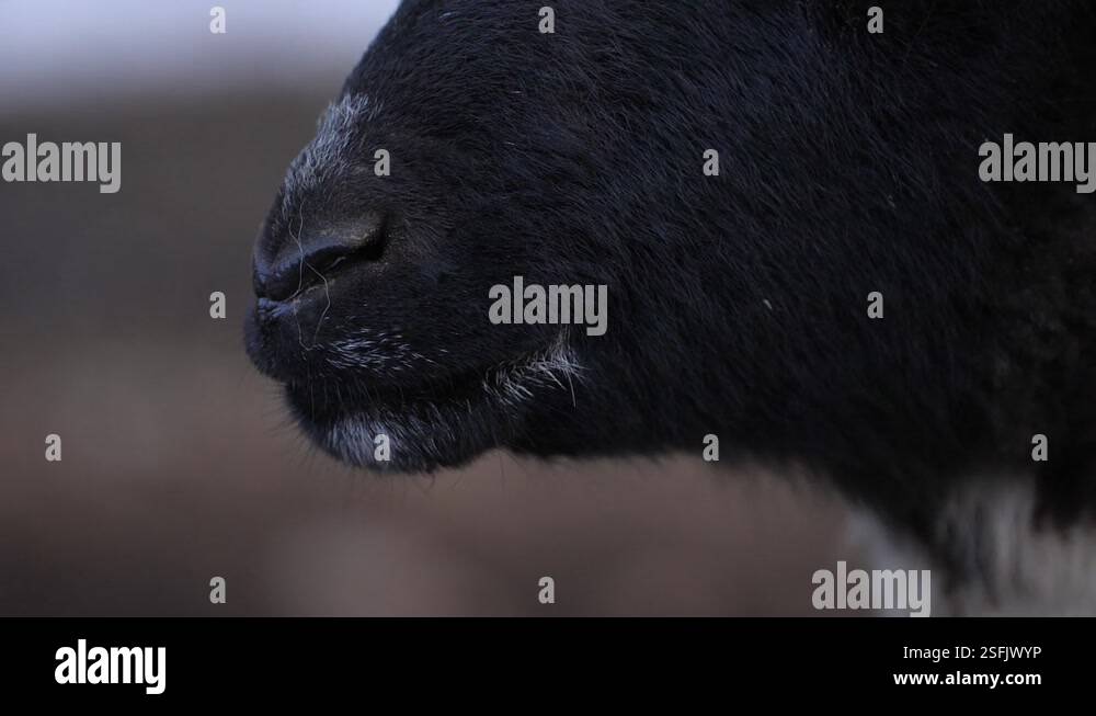 A close up shot of the nose of a Ram in a farm Stock Video Footage - Alamy