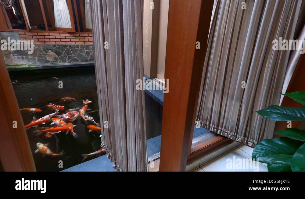 Koi fish pond view from inside house and wooden window with panning ...